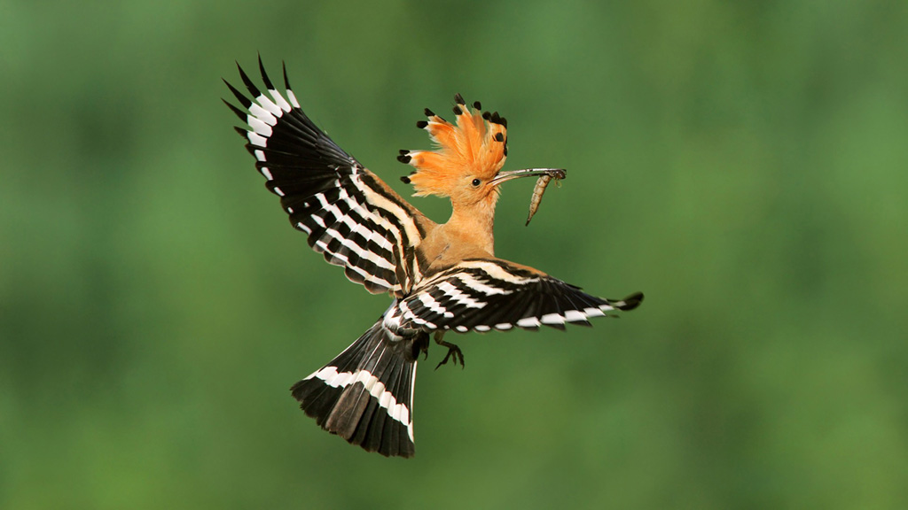 Solomon's Messenger Bird